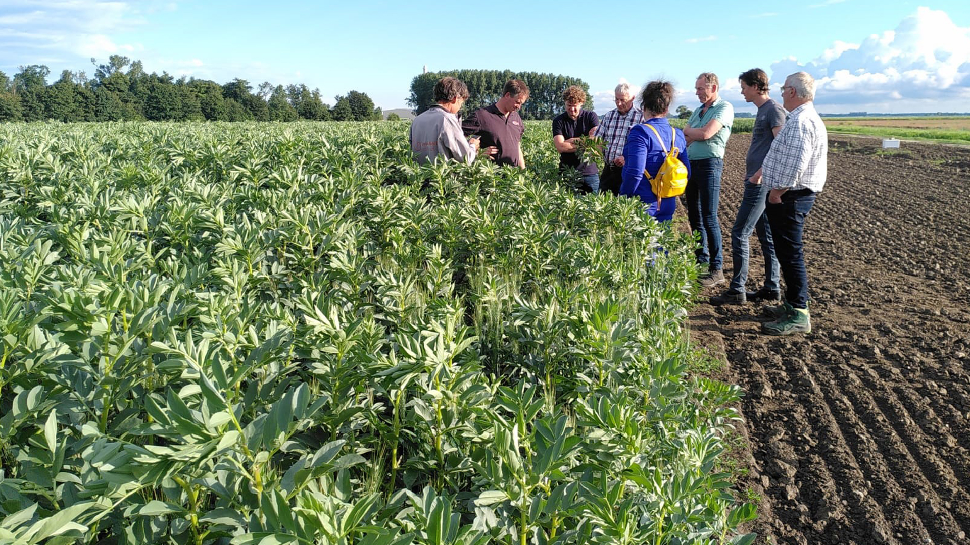 Omroep Flevoland - Nieuws - Biologische mengteelt is een succes, nu de ...