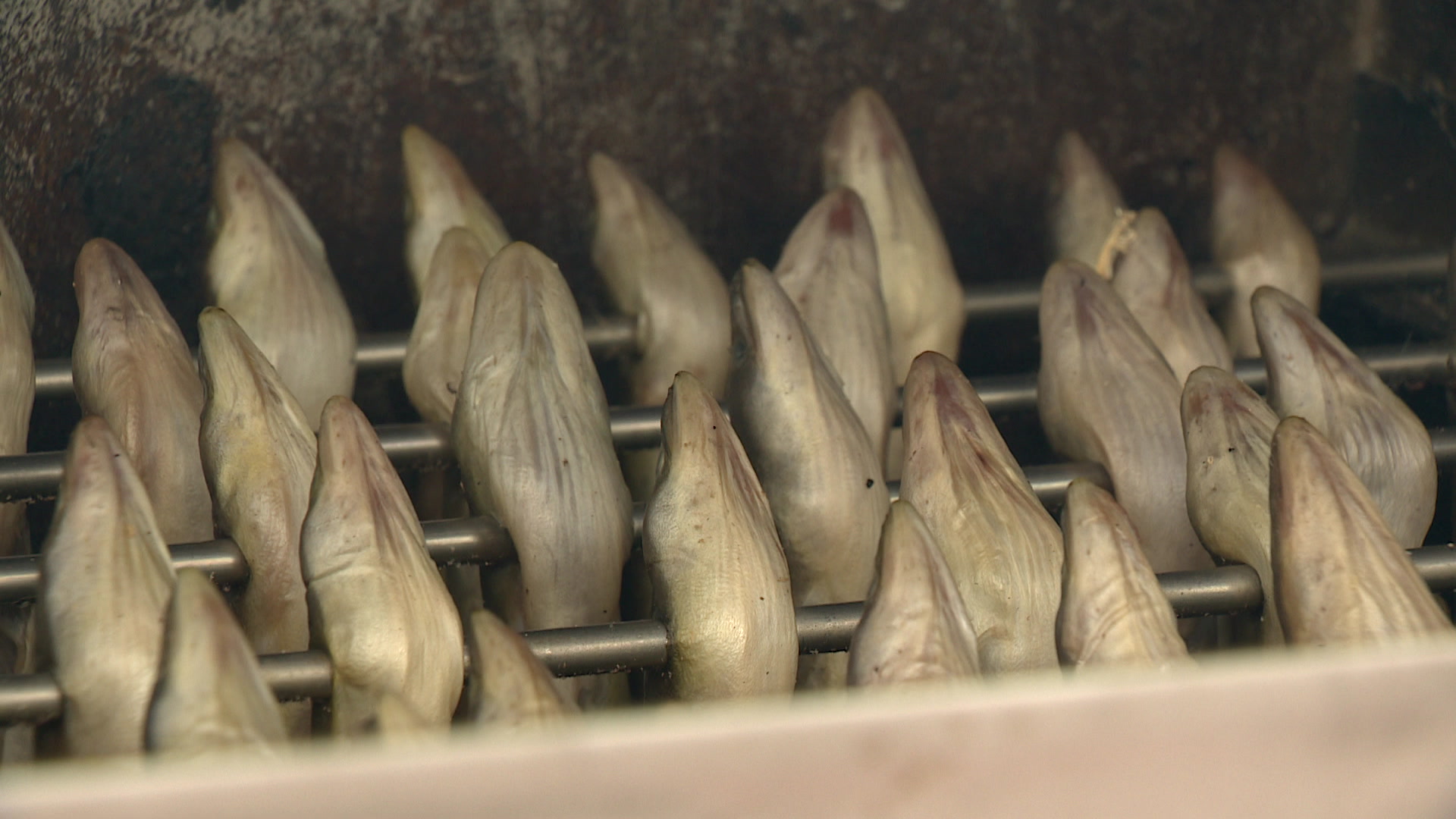 Omroep Flevoland - Nieuws - Urkers sluiten 'goed seizoen' af met ...