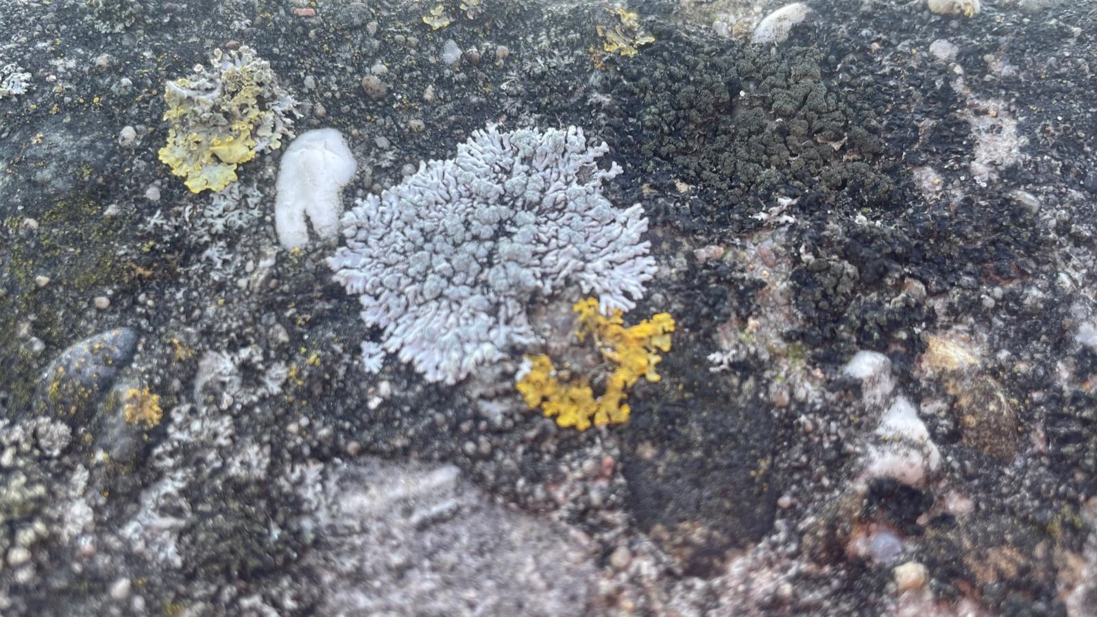 Omroep Flevoland - Gemist - De geheime wereld van de korstmos, gewoon ...