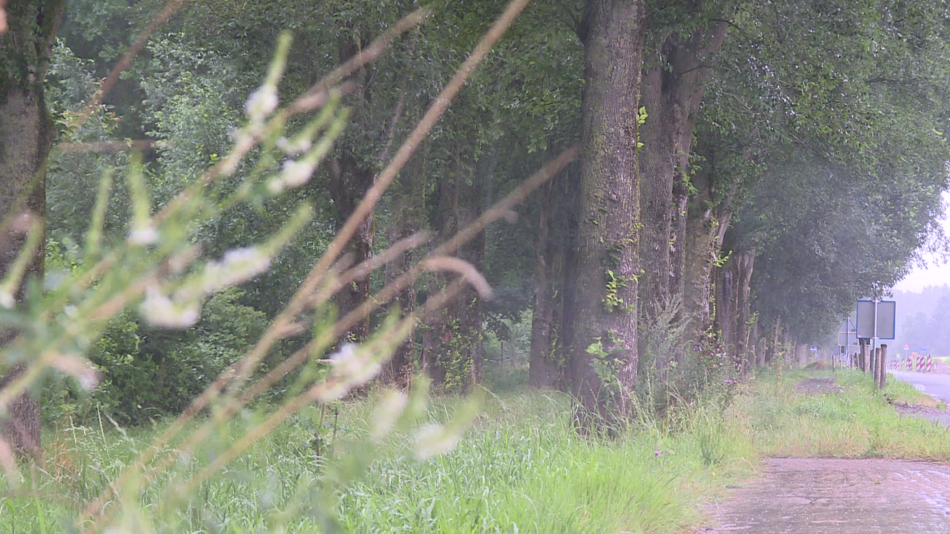 Omroep Flevoland - Nieuws - Achttien iepen in Oosterwold worden gekapt ...