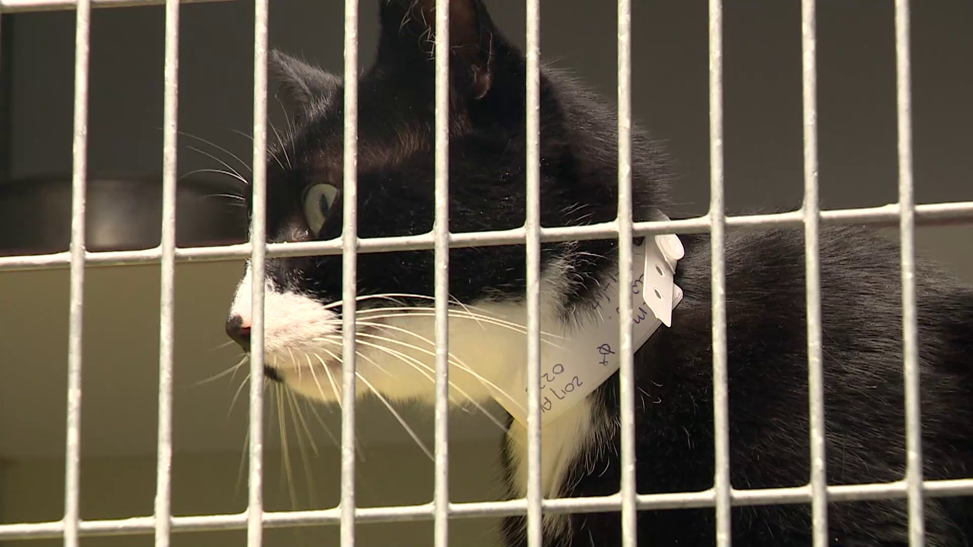 Omroep Flevoland - Nieuws - Nieuw dierenasiel moet er binnen twee jaar ...