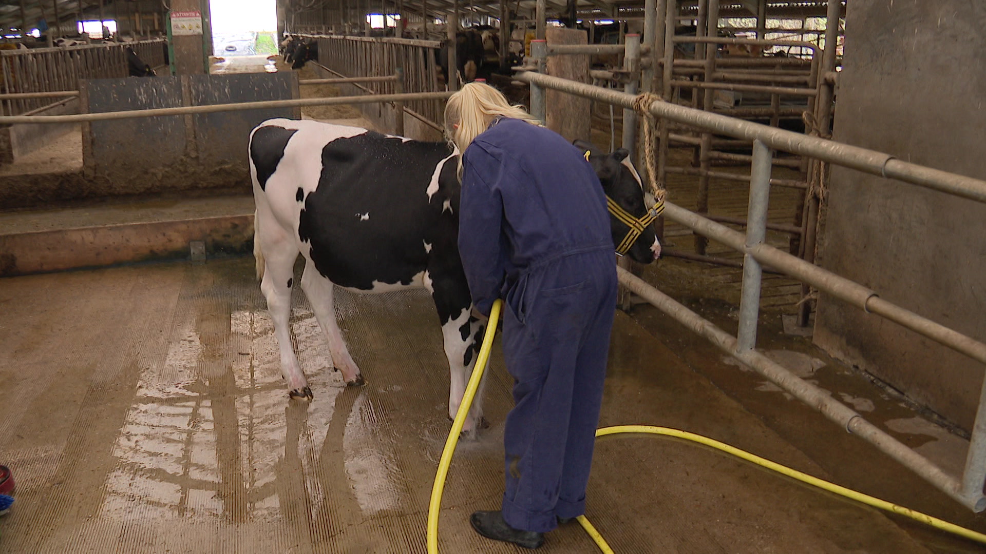 Omroep Flevoland - Nieuws - Met leenkalf Rakker gaat tienjarige Maud de ...