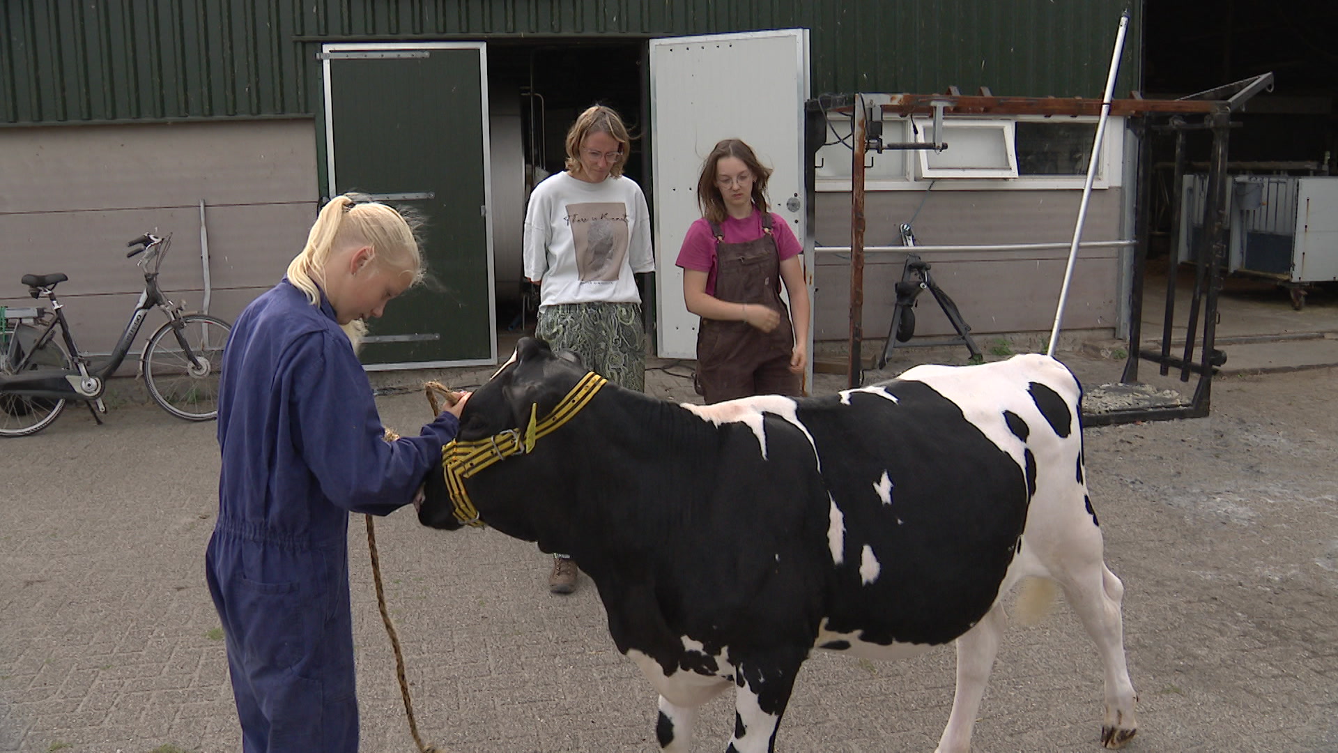 Omroep Flevoland - Nieuws - Met leenkalf Rakker gaat tienjarige Maud de ...