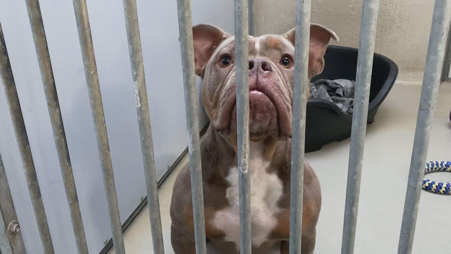 Omroep Flevoland - Nieuws - Dierenasiel Almere reageert op sluiting ...